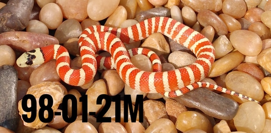 Applegate Special Arizona Mountain Kingsnake by Highland_Herps