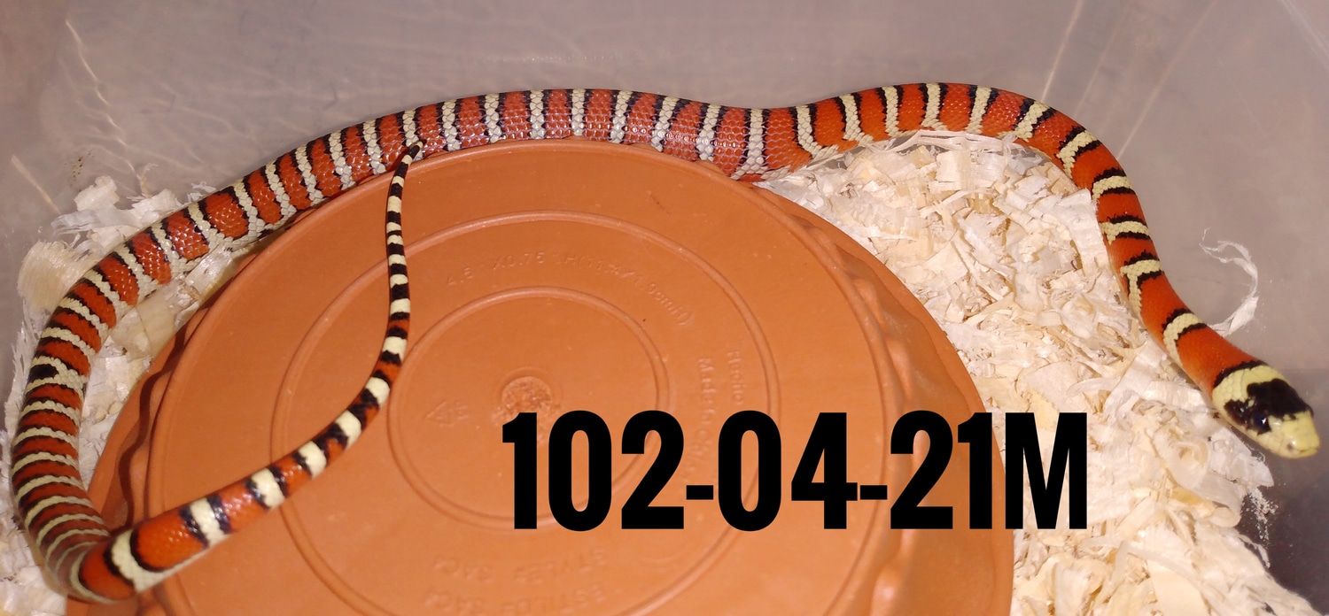 Double Het Hypo Erythristic & Applegate Special Arizona Mountain ...