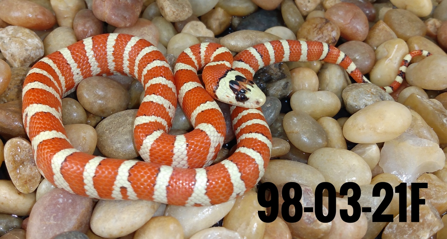 Applegate Special Arizona Mountain Kingsnake by Highland_Herps ...