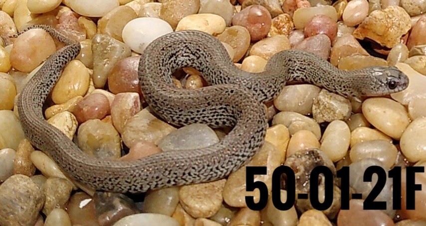 Patternless Ultragranite San Luis Potosi Kingsnake by Highland_Herps ...