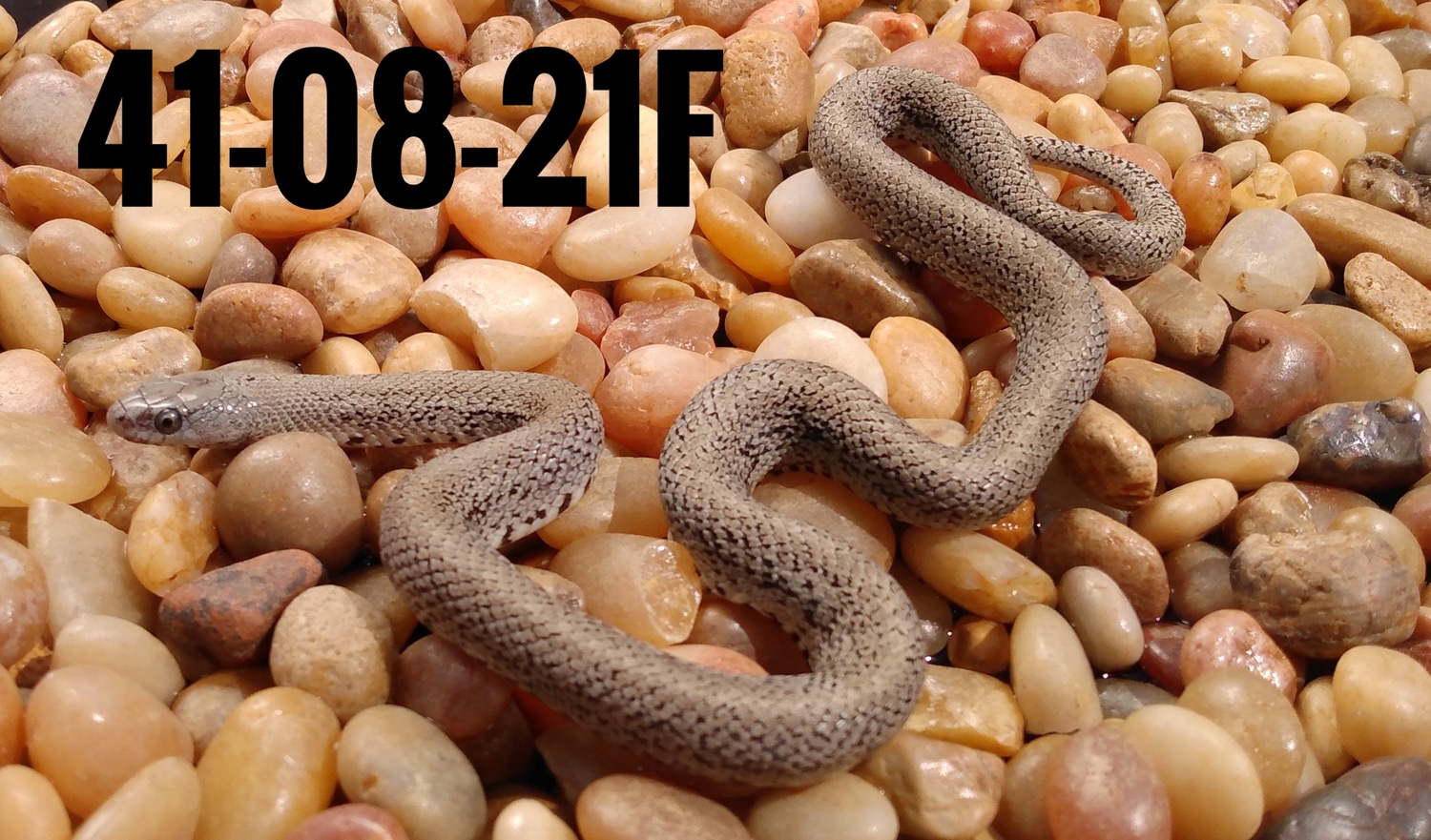 Patternless Ultragranite San Luis Potosi Kingsnake by Highland_Herps ...