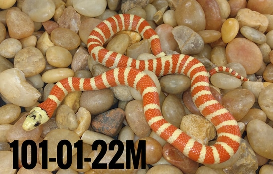 Applegate Special Arizona Mountain Kingsnake by Highland_Herps
