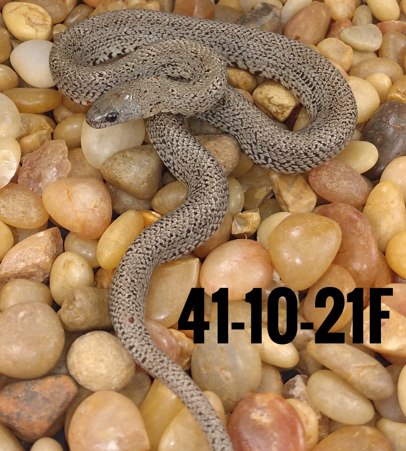 Patternless Ultragranite San Luis Potosi Kingsnake by Highland_Herps ...