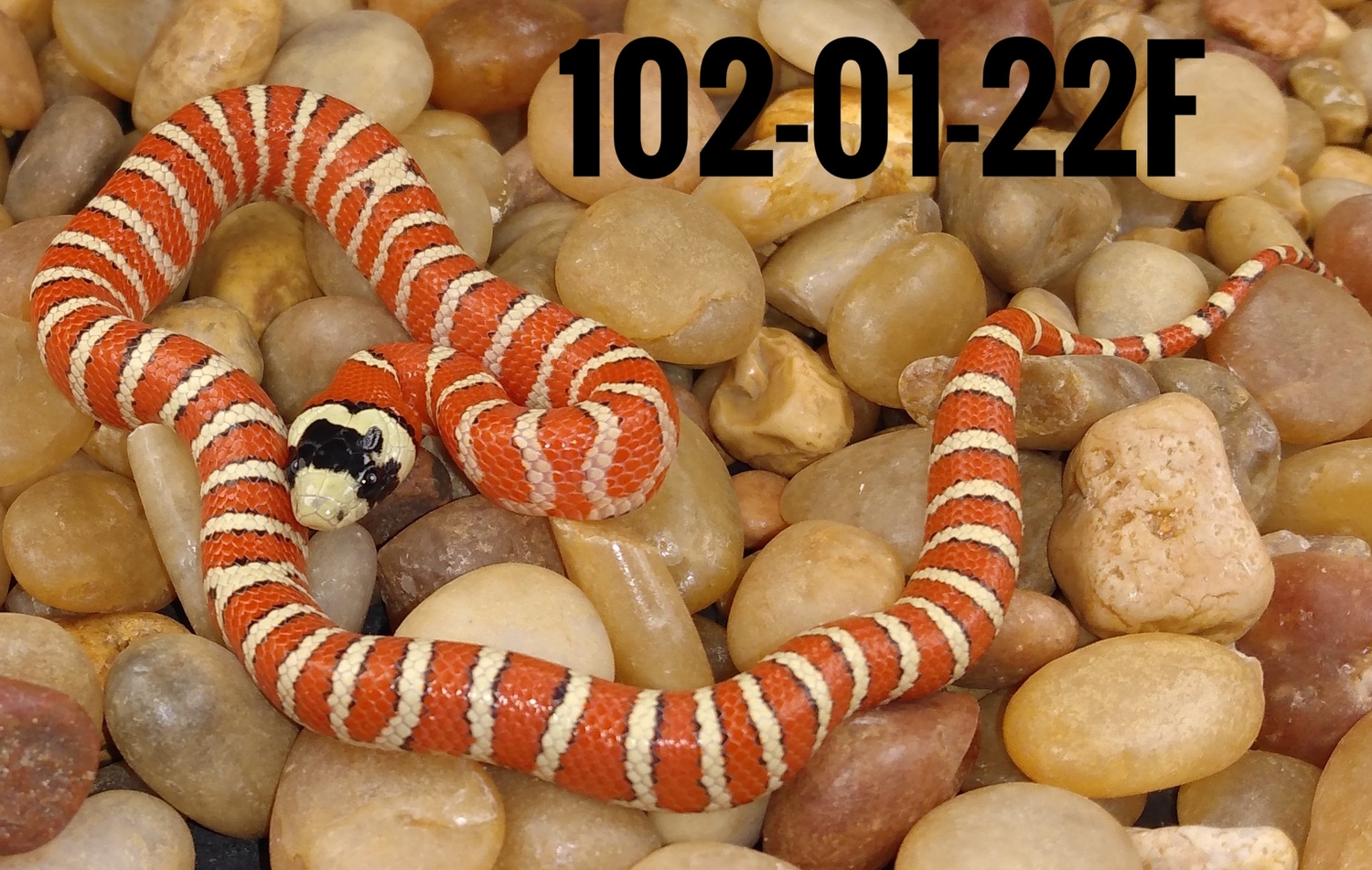 Applegate Special Het Hypo Erythristic Arizona Mountain Kingsnake by ...
