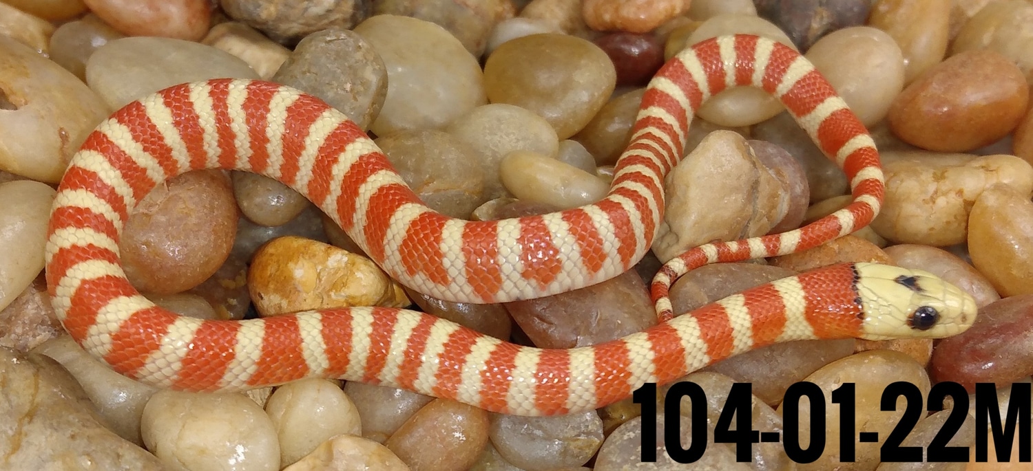PH Hypo E Applegate Special Arizona Mountain Kingsnake by Highland ...