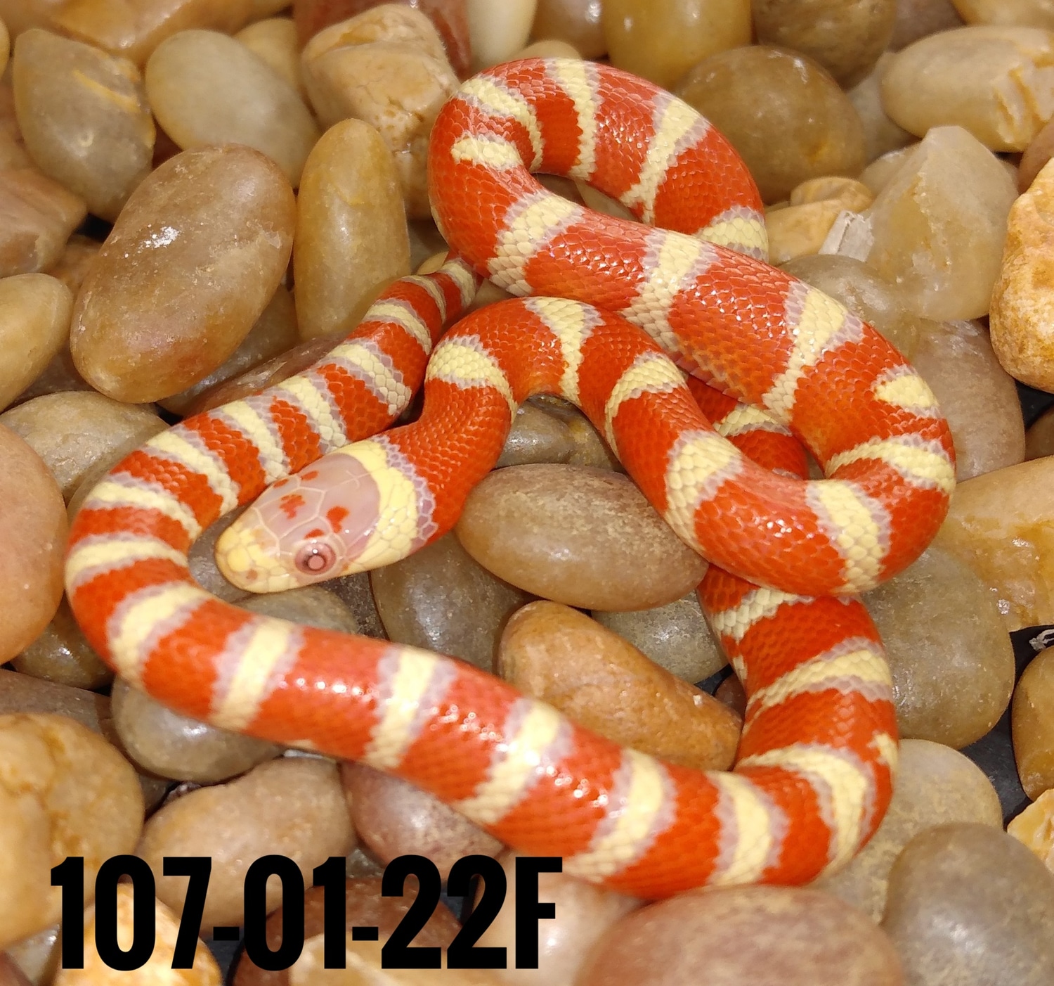 Albino (Amelanistic) Arizona Mountain Kingsnake by Highland_Herps ...