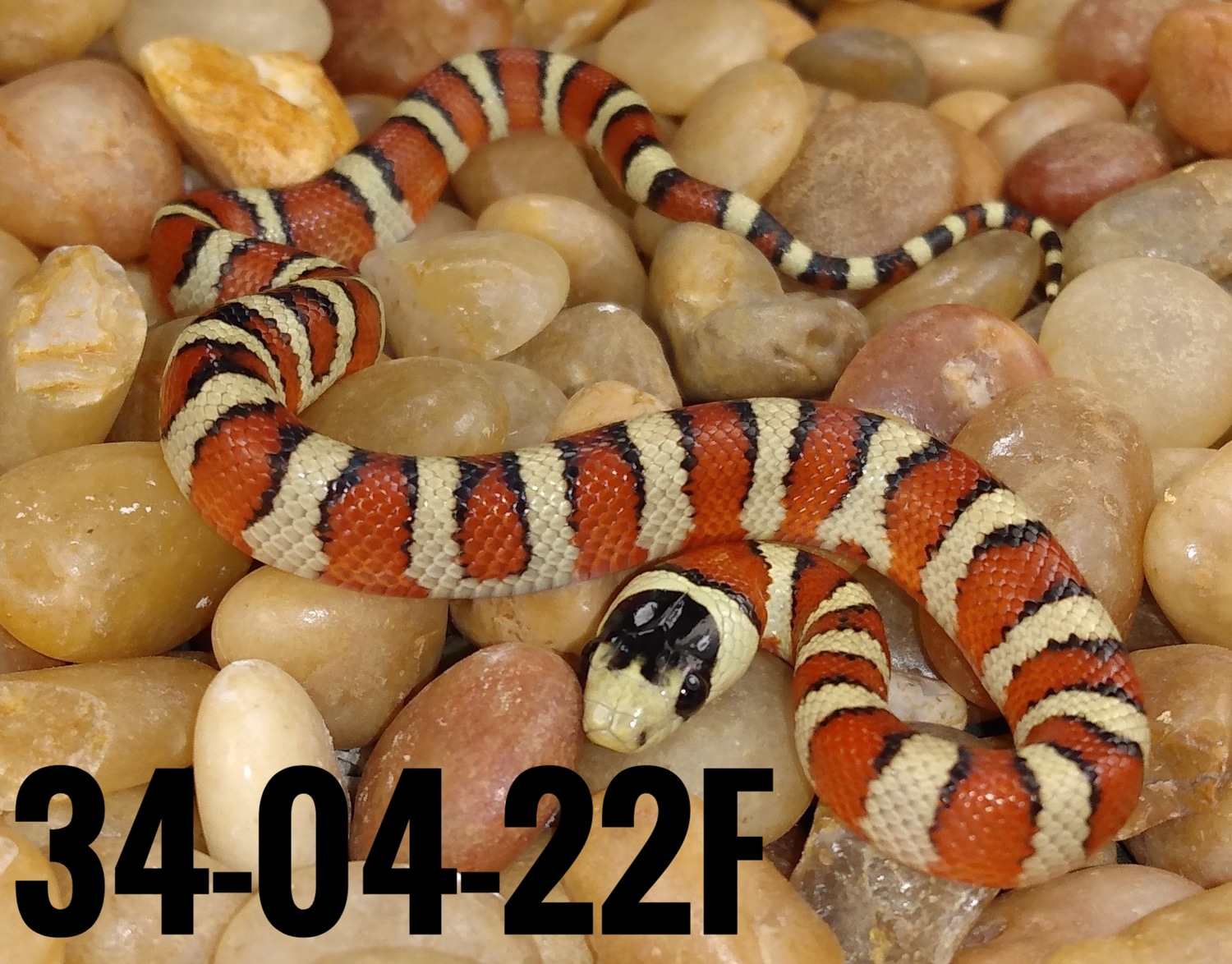Santa Rita Mountains (Baubel) Arizona Mountain Kingsnake by Highland ...
