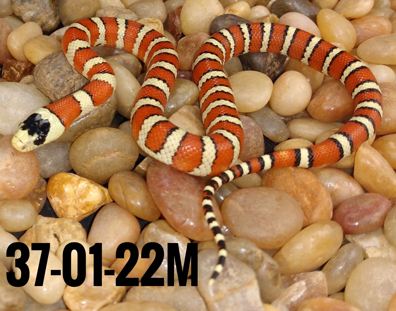 Santa Rita Mountains (Baubel) Arizona Mountain Kingsnake by Highland ...