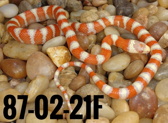 Albino (Amelanistic) PH Applegate Special Arizona Mountain Kingsnake by ...