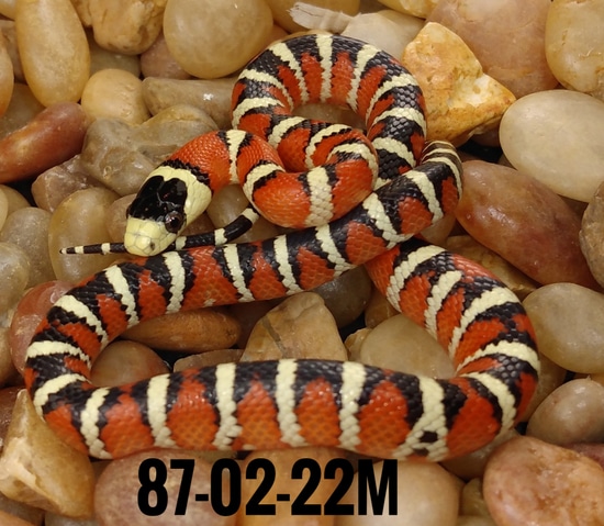 Double Het Applemel (Het Applegate Special & Het Amelanistic) Arizona ...