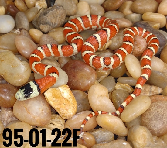 Applegate Special 50% Het Albino (Amelanistic) Arizona Mountain ...