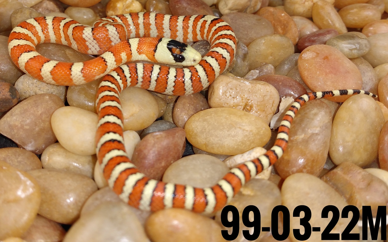 Het Hypo E Applegate Special Arizona Mountain Kingsnake by Highland ...
