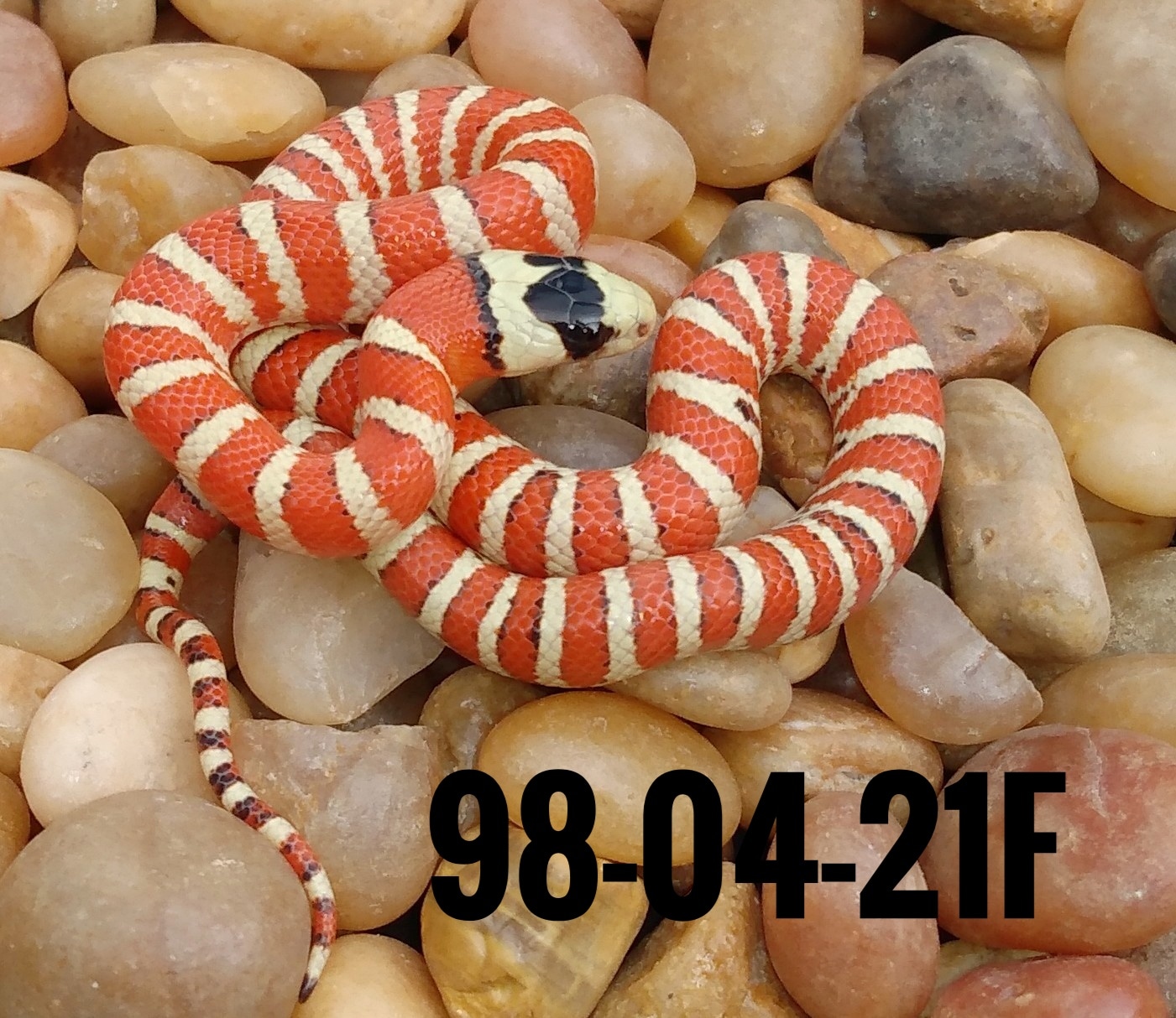Applegate Special Arizona Mountain Kingsnake by Highland_Herps ...