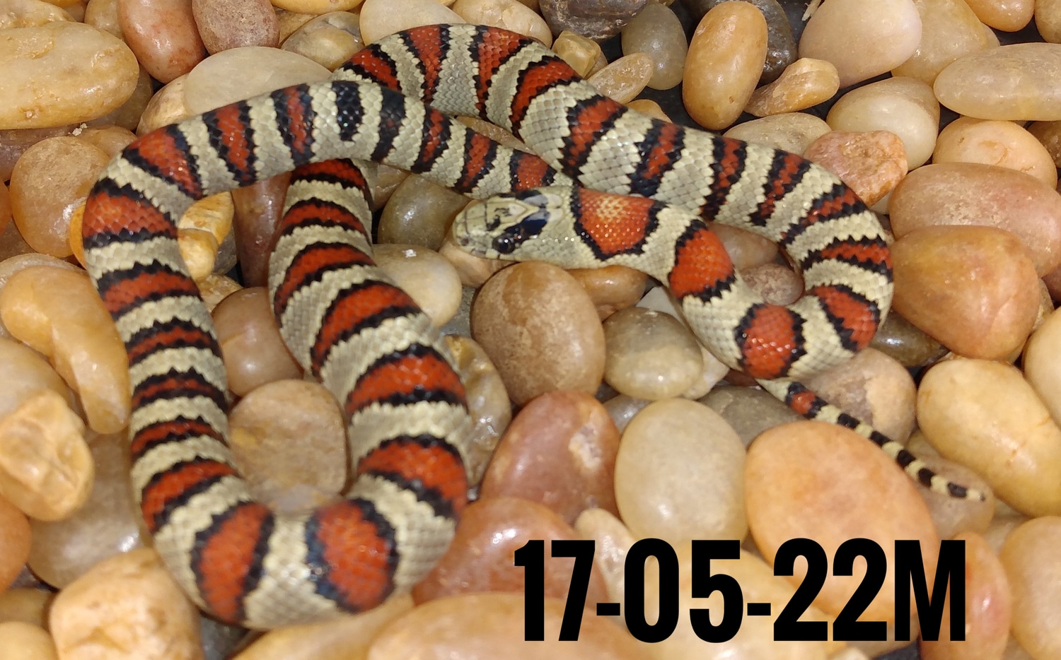 Reduced Black Poss Het Superhypo Durango Mountain Kingsnake by Highland ...