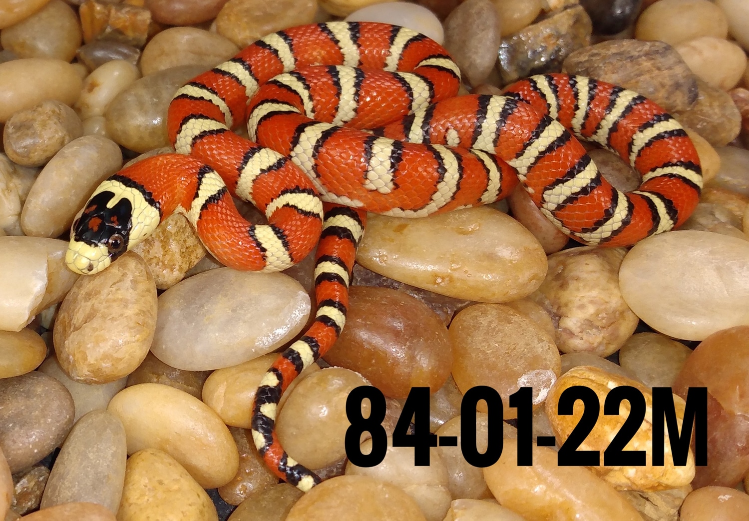 HET Albino (Amelanistic) 66% HET Applegate Special Arizona Mountain ...