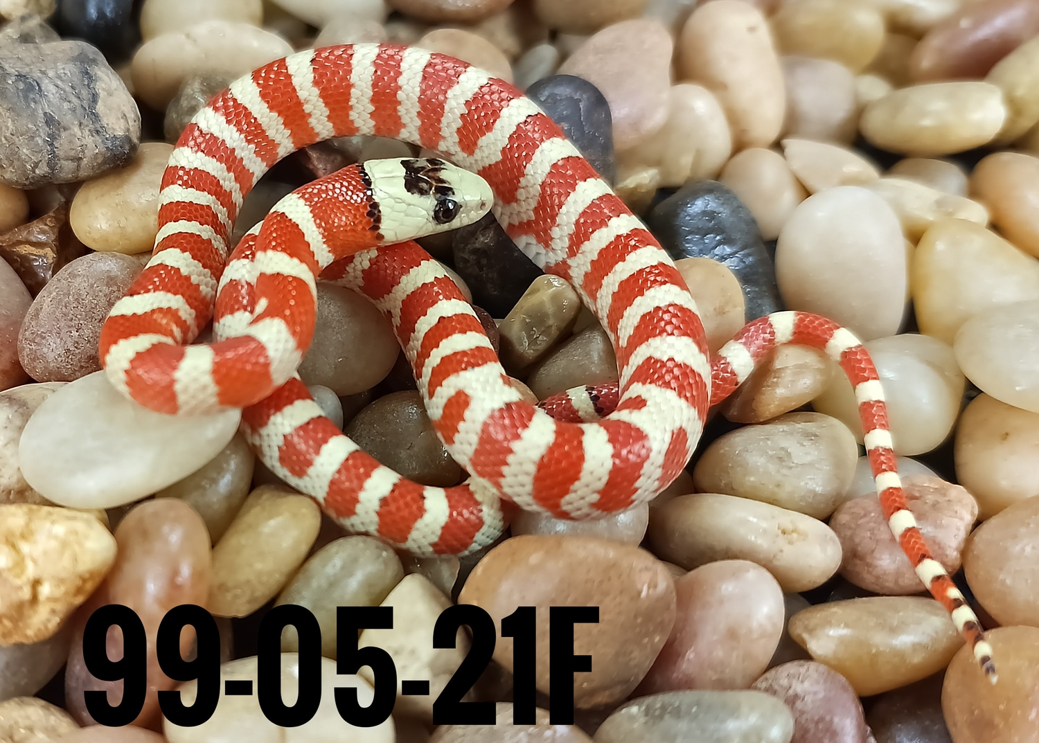Applegate Special Poss Het Hypo Erythristic Arizona Mountain Kingsnake ...