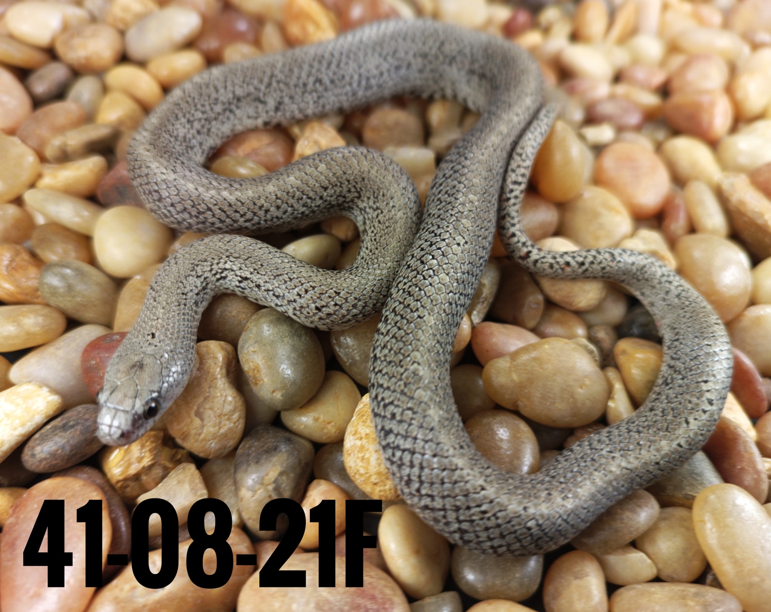 Patternless Ultragranite San Luis Potosi Kingsnake by Highland_Herps ...