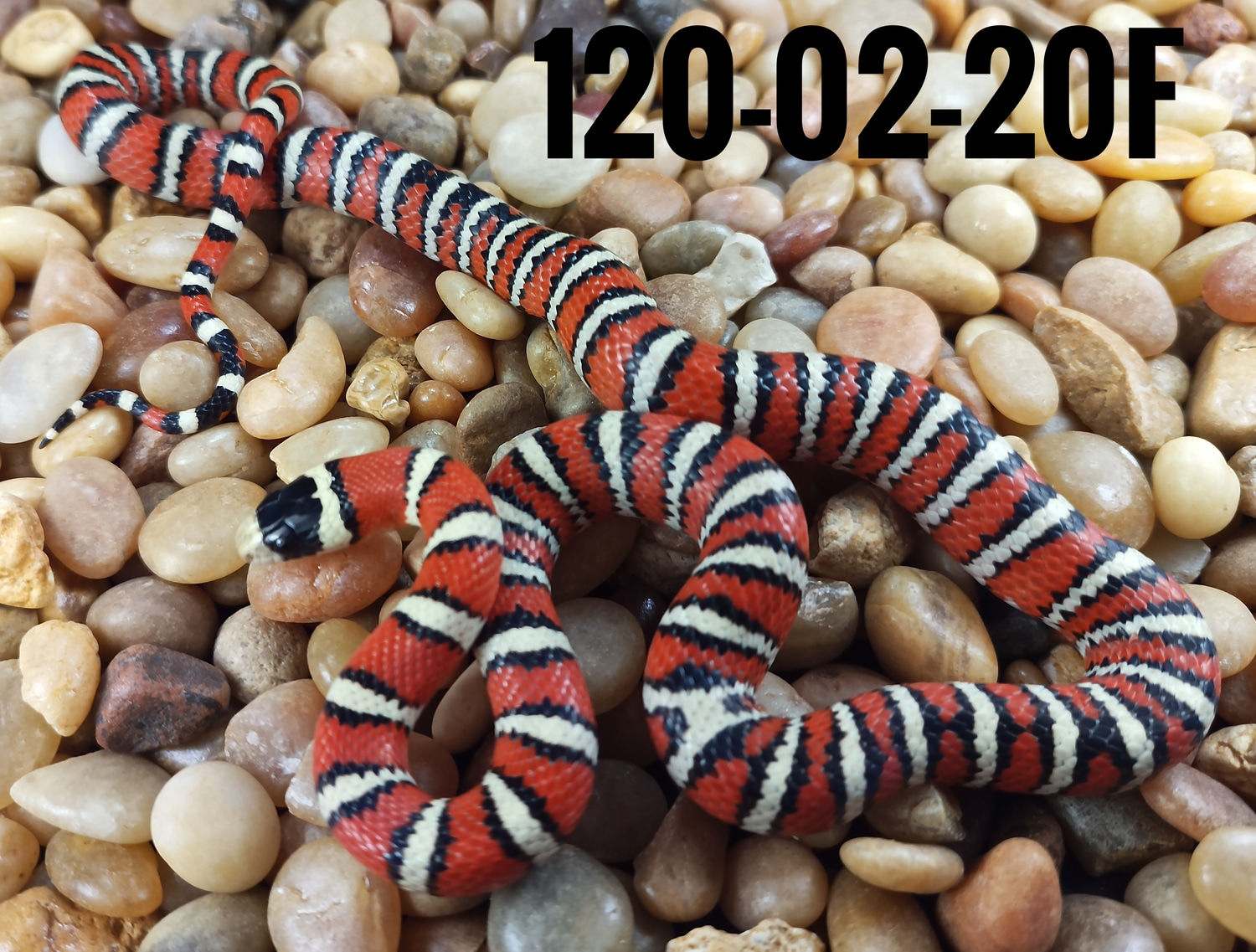 66%Hypo Erythristic 50%Applegate Special Arizona Mountain Kingsnake by ...