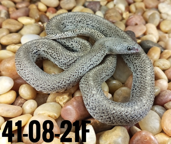 Patternless Ultragranite San Luis Potosi Kingsnake by Highland_Herps