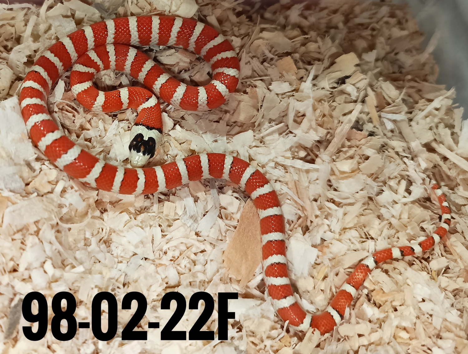 Applegate Special Arizona Mountain Kingsnake by Highland_Herps ...