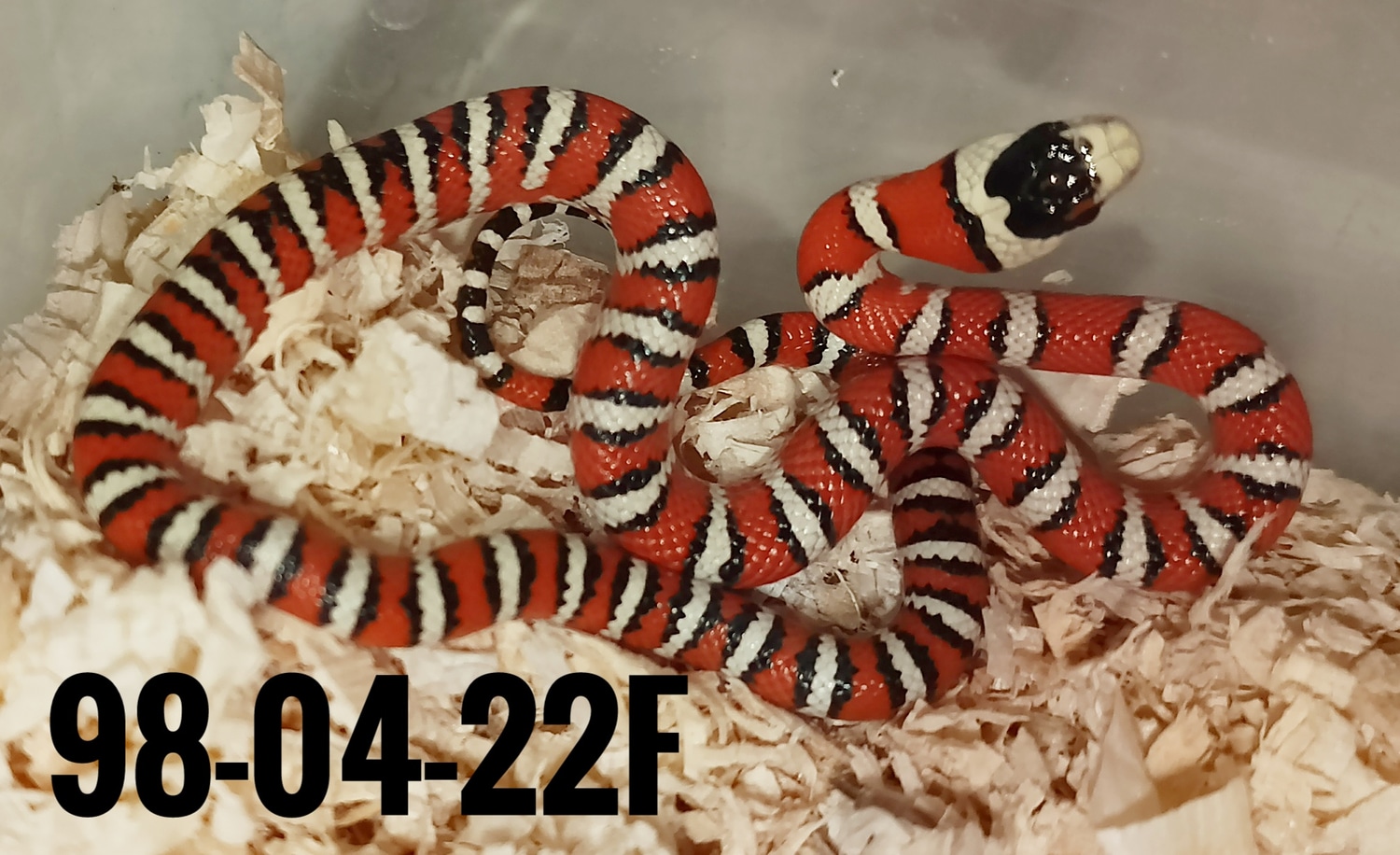 Het Applegate Special Arizona Mountain Kingsnake by Highland_Herps ...