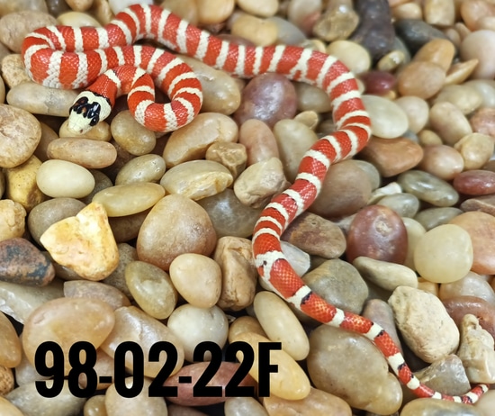 Applegate Special Arizona Mountain Kingsnake by Highland_Herps
