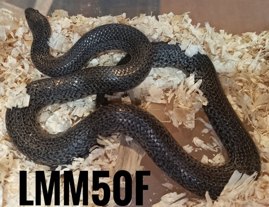 **READY TO BREED** Adult Female Patternless San Luis Potosi Kingsnake ...