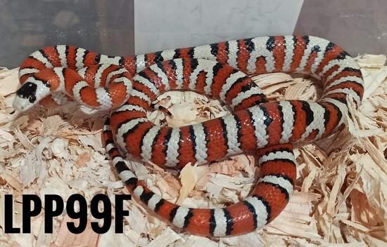 *Ready To Breed* Female Het Applegate Special Arizona Mountain ...