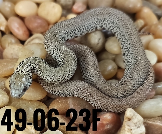 Patternless Female San Luis Potosi Kingsnake by Highland_Herps