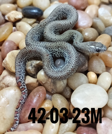 Patternless Male San Luis Potosi Kingsnake by Highland_Herps