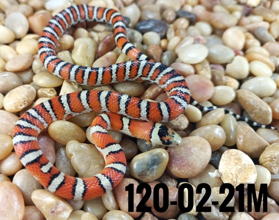 Double Het Hypo-E/ Applegate Special Arizona Mountain Kingsnake by ...
