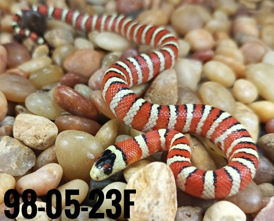 Het Applegate Special Arizona Mountain Kingsnake by Highland_Herps
