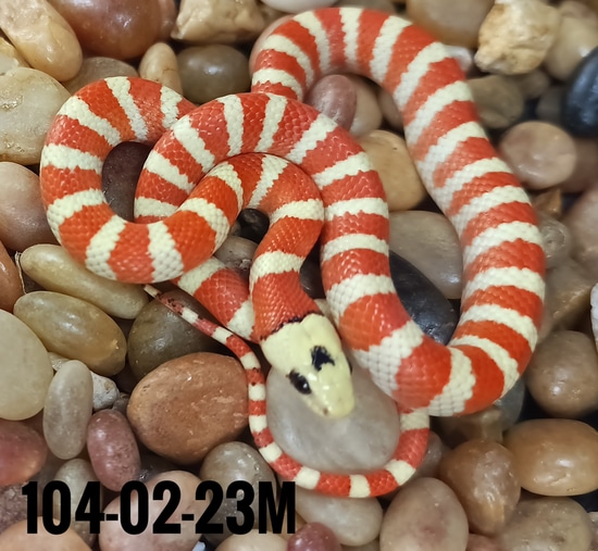 Applegate Special **SUPER CLEAN** Arizona Mountain Kingsnake by ...
