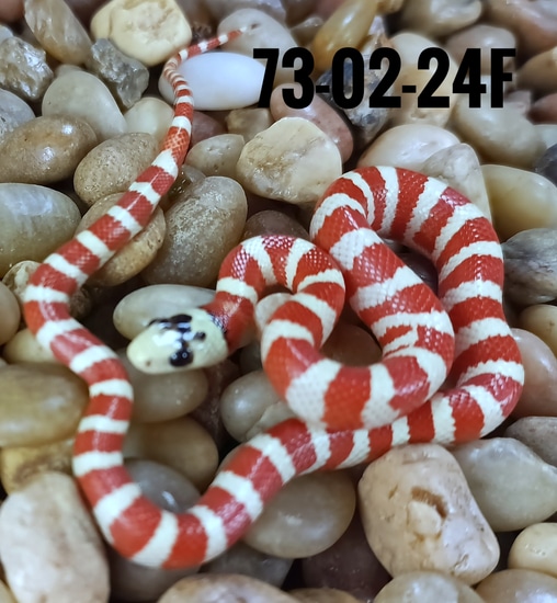 Applegate Special Arizona Mountain Kingsnake by Highland_Herps