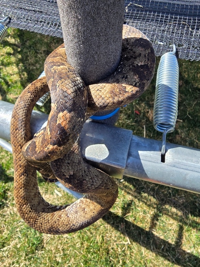 Solomon Island Tree Boa Females Solomon Island Boa by Highlander Reptiles