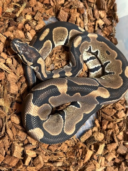 Dinker Ball Python by 1