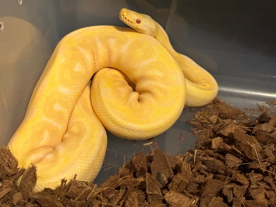 Albino Pewter Ball Python by 1