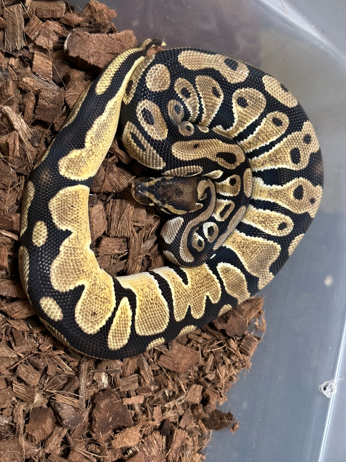 Orange Dream Het Pied Ball Python by Highland Exotics - MorphMarket