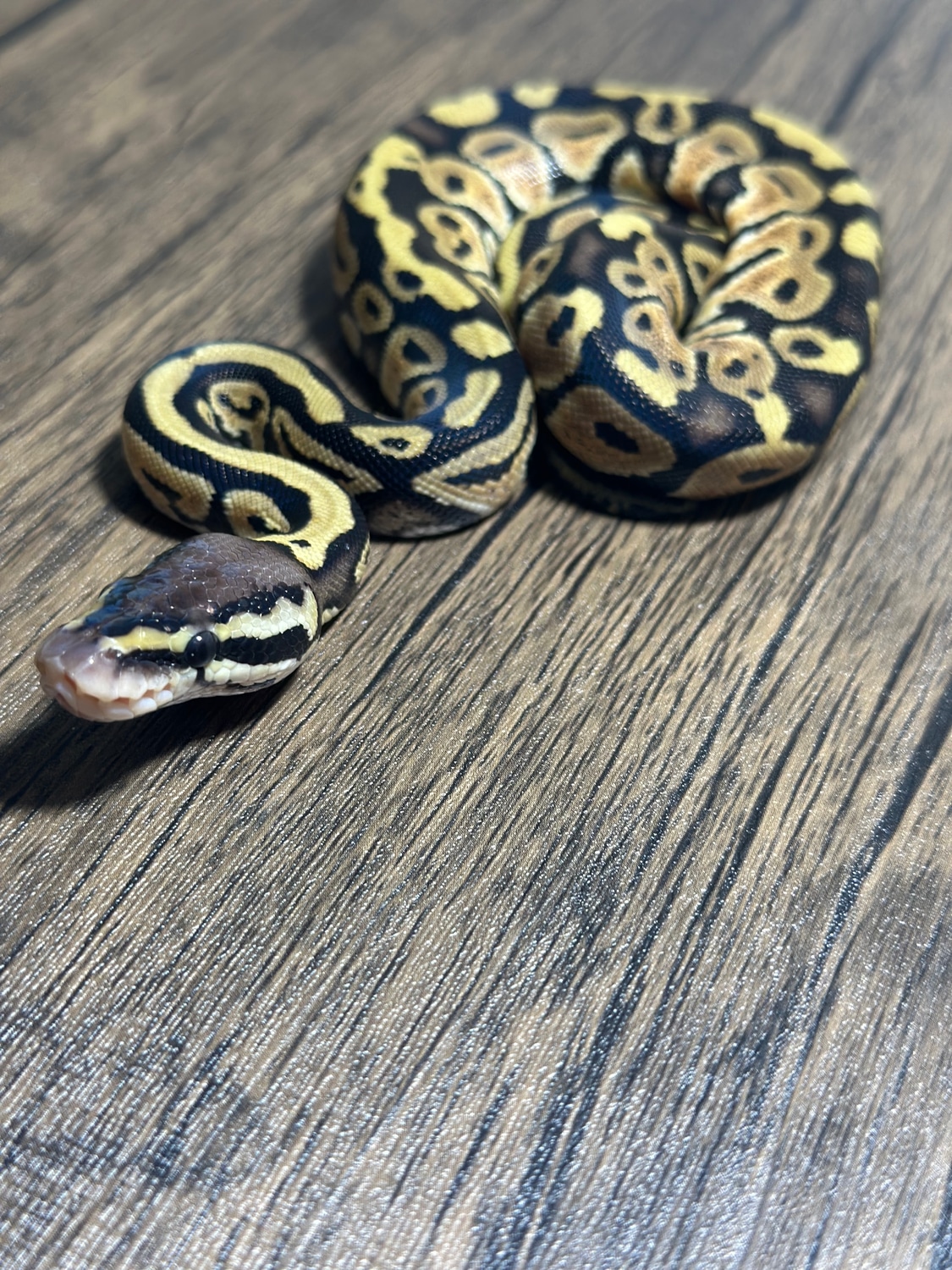 Pastel Ball Python by Highland Exotics, LLC - MorphMarket