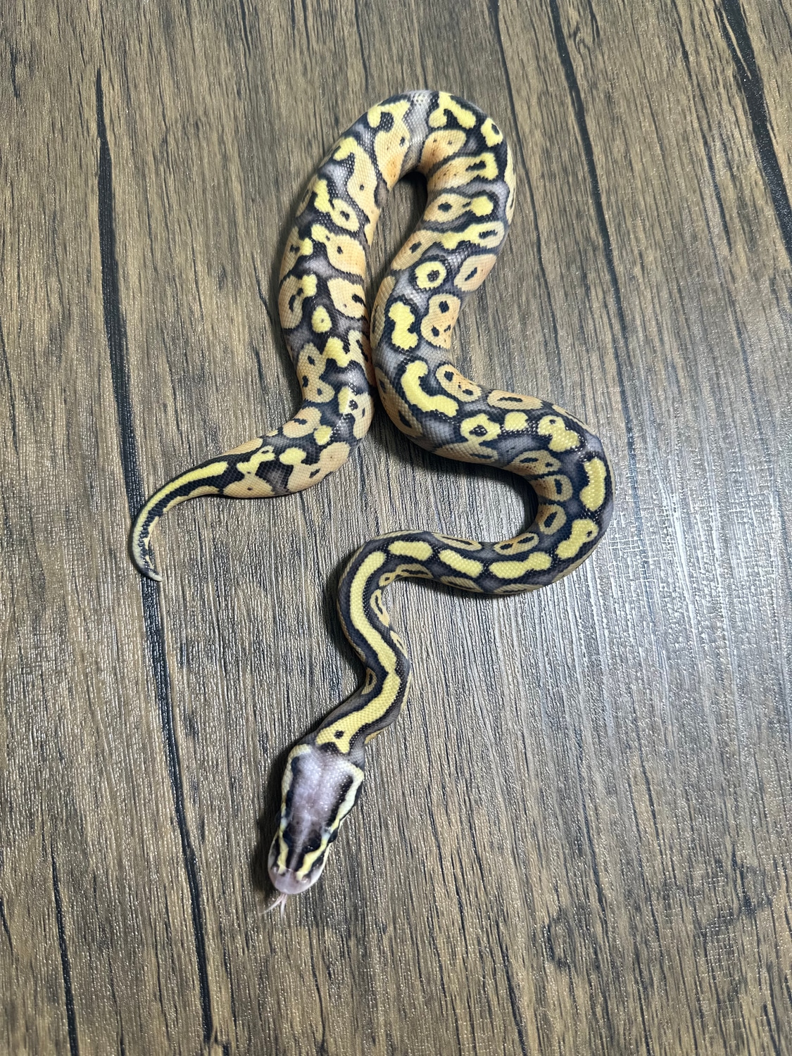 Super Pastel Red Stripe Ball Python by Highland Exotics, LLC - MorphMarket