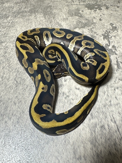 Phantom Leopard Ball Python by 1