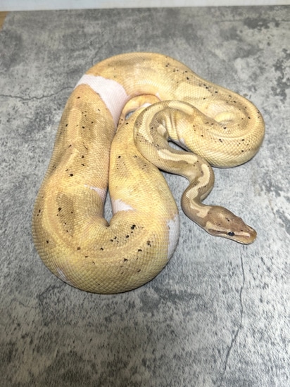 Proven Breeder- Banana Pied Ball Python by 1