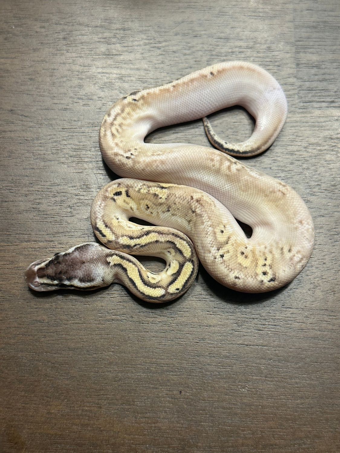 Bongo OrangeDream Pastel Calico Ball Python by Highland Exotics ...