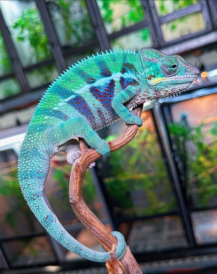 Male "Purple-Bar" Ambanja Panther Chameleon by Highlighter Chameleons