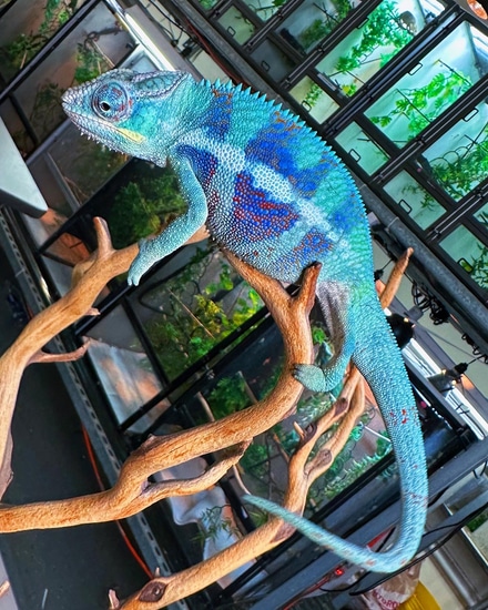 Blue Ambanja Panther Chameleon by Highlighter Chameleons