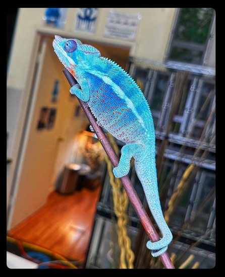 Blue Ambanja Male #1 Panther Chameleon by Highlighter Chameleons