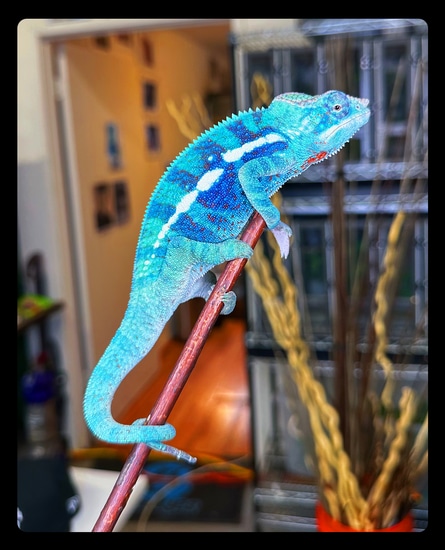 Blue Ambanja Male #3 Panther Chameleon by Highlighter Chameleons