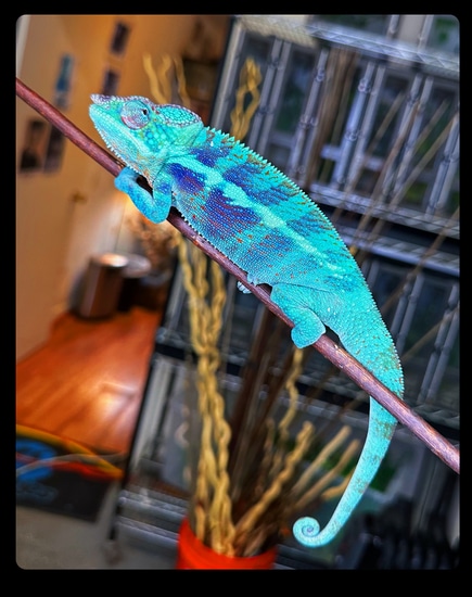 Blue Ambanja Male #5 Panther Chameleon by Highlighter Chameleons