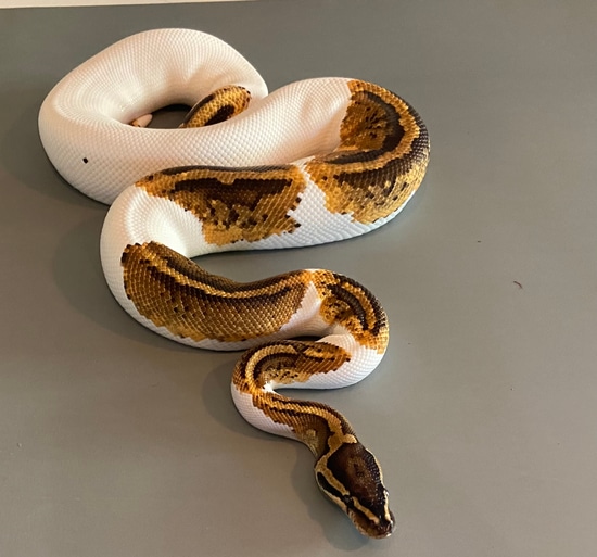 Pied Yellowbelly Ball Python by Highlightexotics