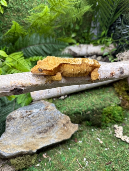 Yellow Proven Breeder Crested Gecko by Highlightexotics